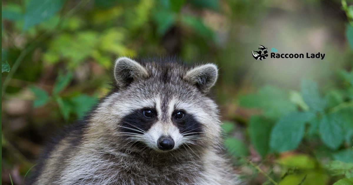 The Raccoon Lady - Licensed Raccoon Breeder - Oklahoma